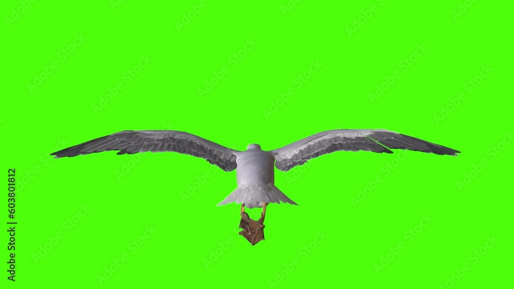 back side view seagull flying loop chroma key can change the background ...