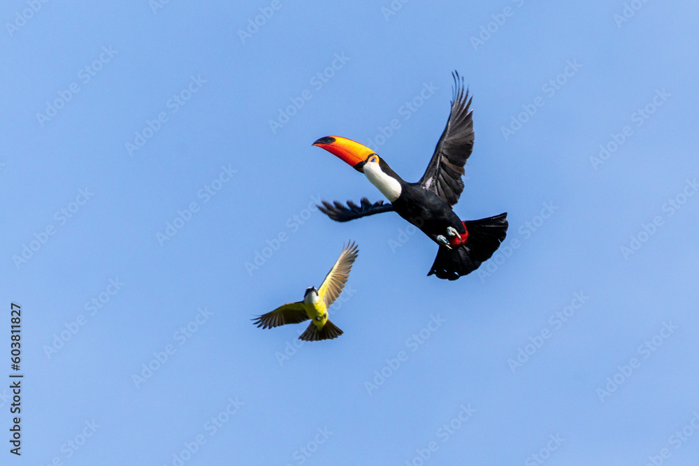 A Toco Toucan also known as a Toco Toucan being attacked by a Great ...