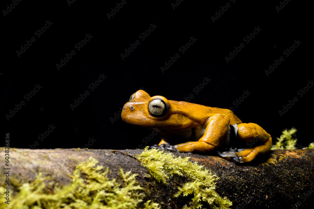 Foto de Rana de Torrente Pastusa (Hyloscirtus larinopygion), especie de ...