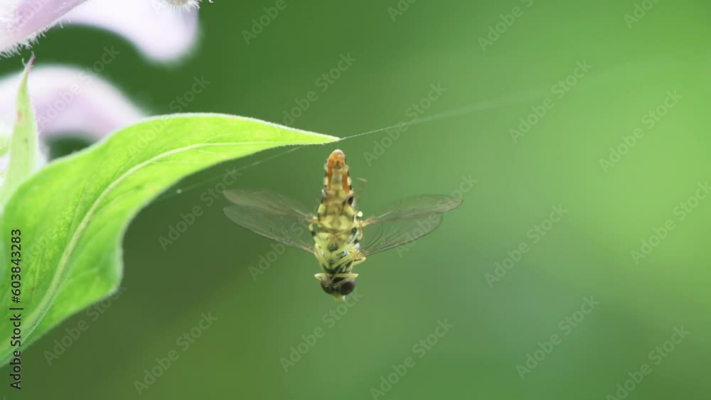 Eastern Calligrapher flower flies mating while hanging on to a wild ...