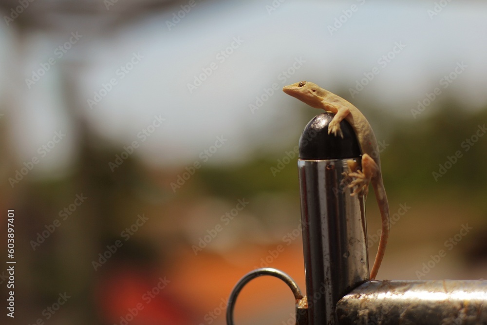The common house gecko (Hemidactylus frenatus) is a gecko native to ...