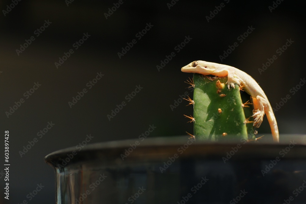 The common house gecko (Hemidactylus frenatus) is a gecko native to ...