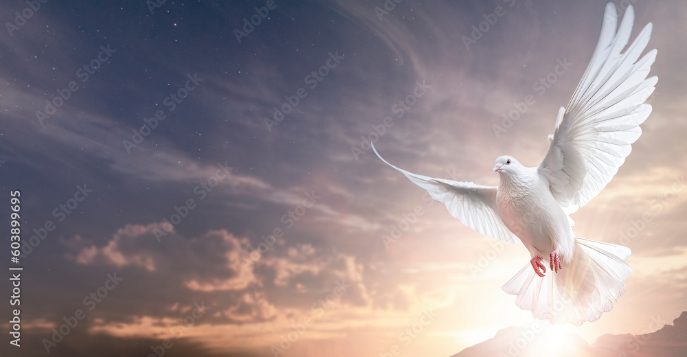 One White Dove freedom flying Wings on sunset wide sky background ...