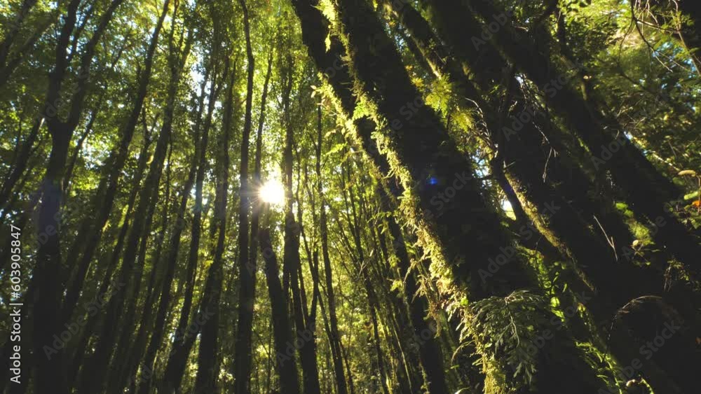 Vidéo Stock Forest tree canopy of the natural lush temperate forest ...