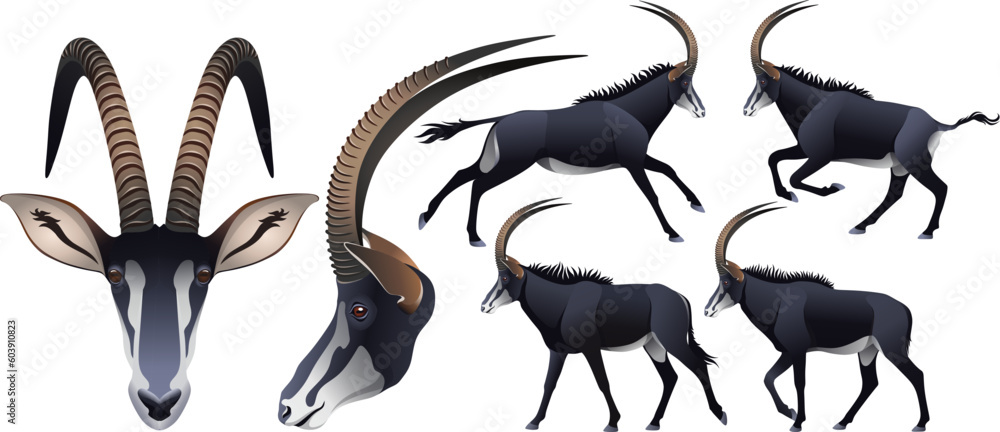 sable antelope rare african animal Hippotragus niger Stock Vector ...