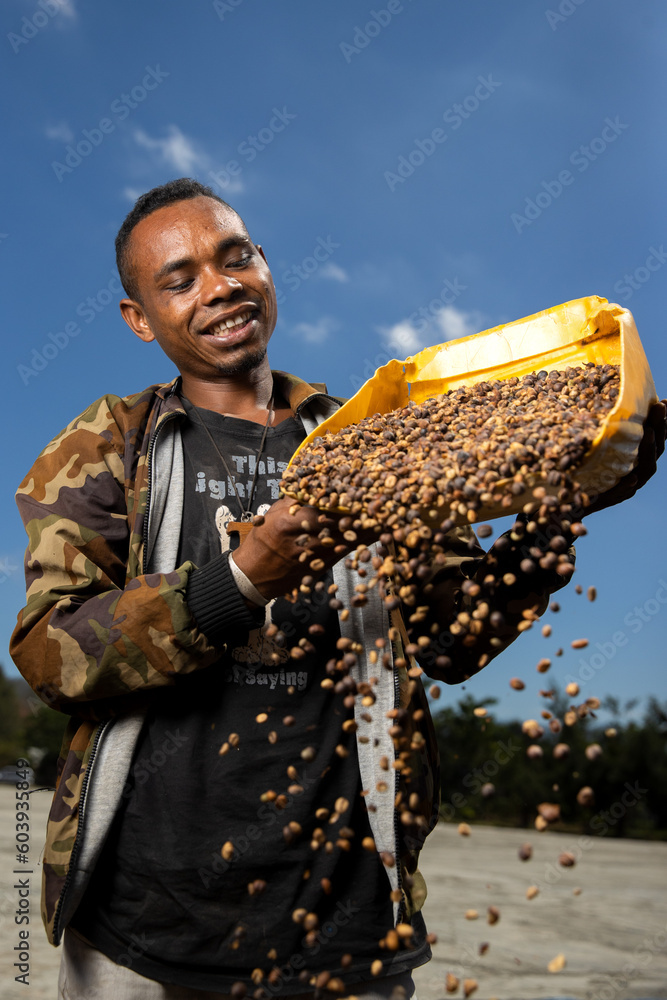 A Timorese from Railaco winnowing coffee beans under the sun. The ...