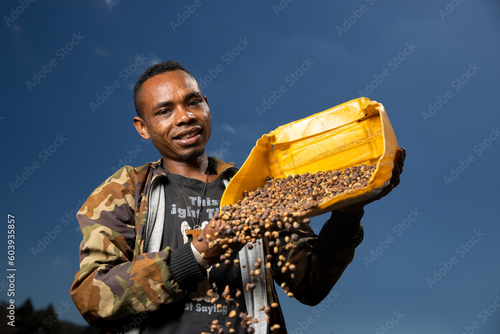 A Timorese from Railaco winnowing coffee beans under the sun. The ...