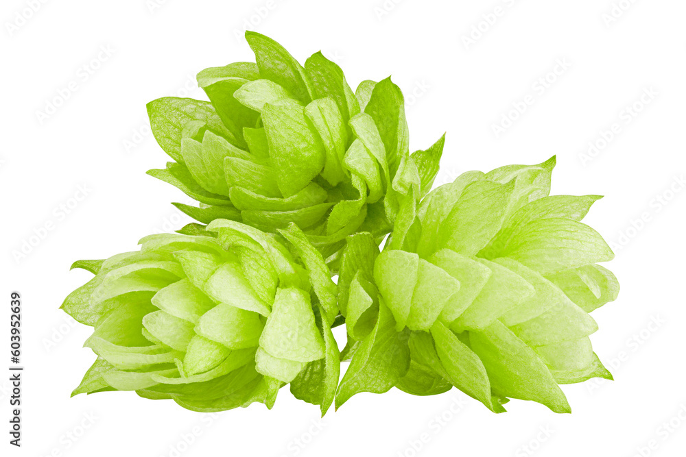 green hop, isolated on white background, full depth of field Stock ...