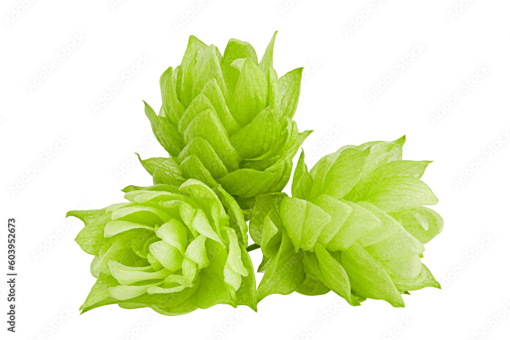 green hop, isolated on white background, full depth of field Stock ...