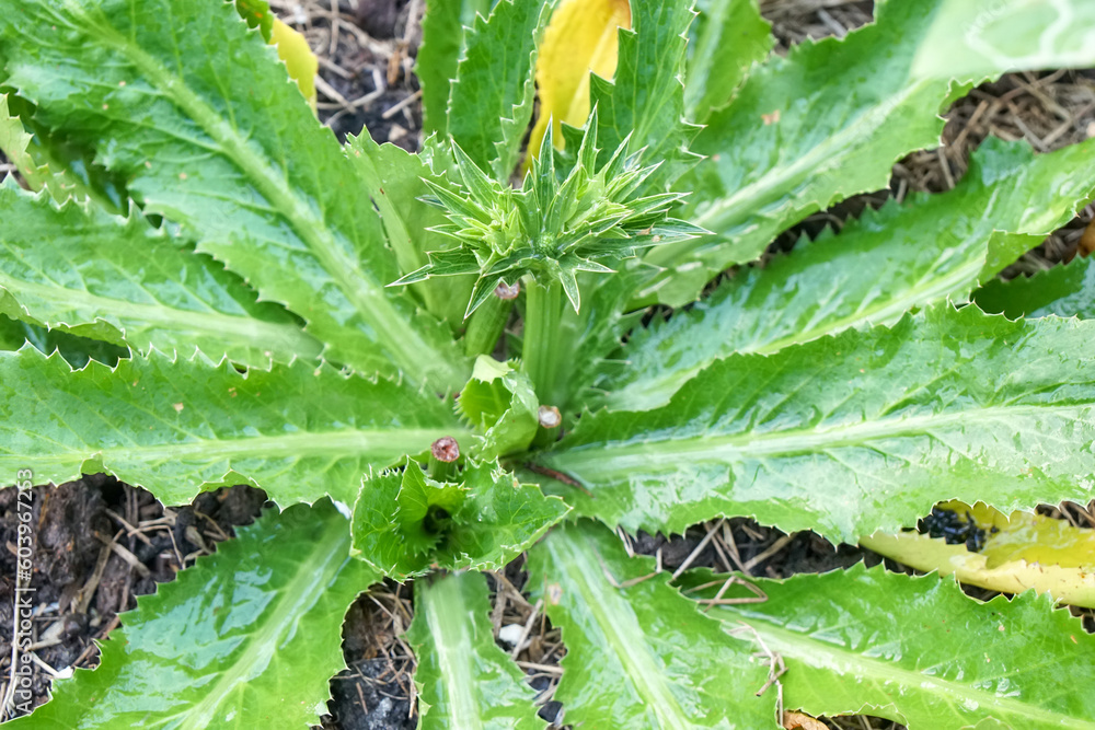 Culantro, stink weed, Long coriander or Sawtooth coriander. Fresh ...