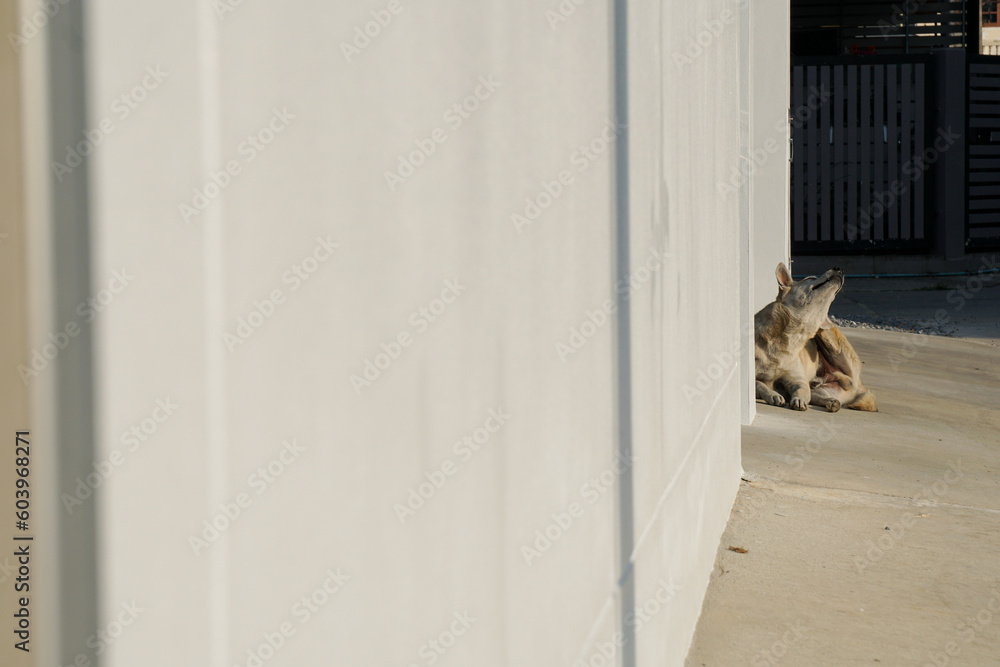 adorable white color male stray dog scratching ear while crouching in ...