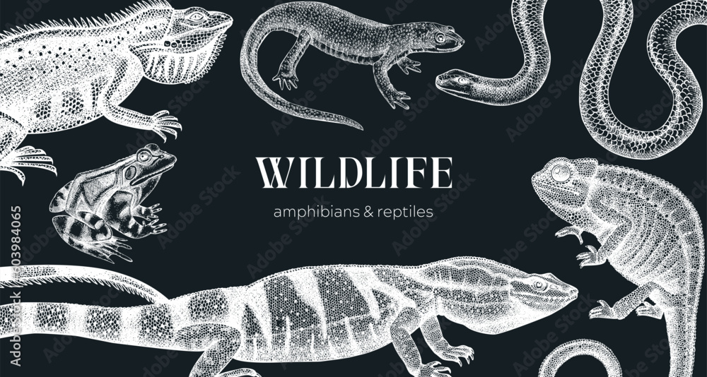 Vector animals background in sketch. Hand drawn reptiles and amphibians ...