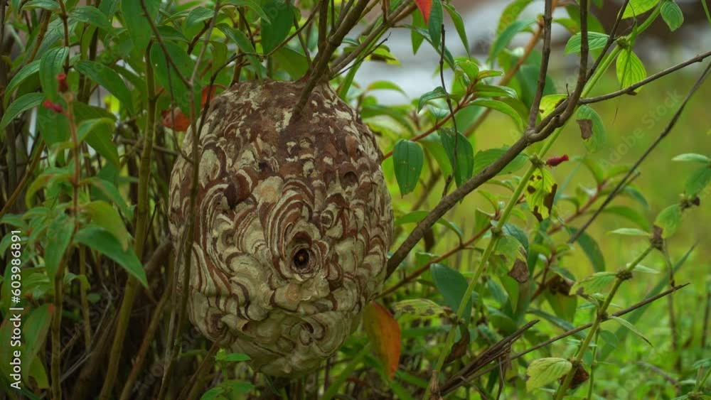 Wasps are extremely poisonous..The wasp builds a nest at the base of a ...