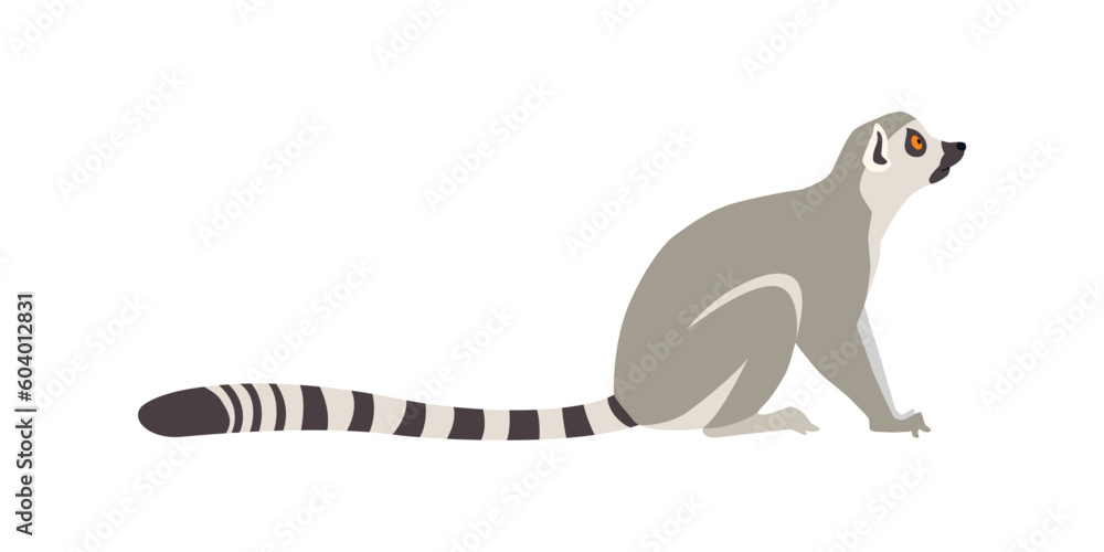 Animal illustration. Sitting ring tailed lemur drawn in a flat style. Isolated objects on a ...