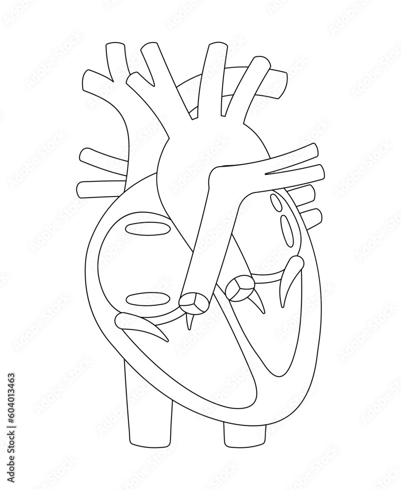 Structure of Human Heart. Black and white illustration (outline ...