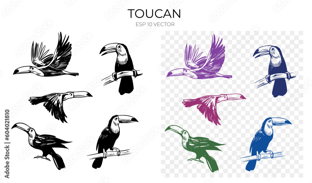 Toucan vector sketch illustration. Set of hand drawn tropical bird ...
