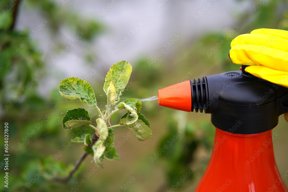 Foto de Spraying of peach fruit tree which sick leaf curl (Taphrina ...