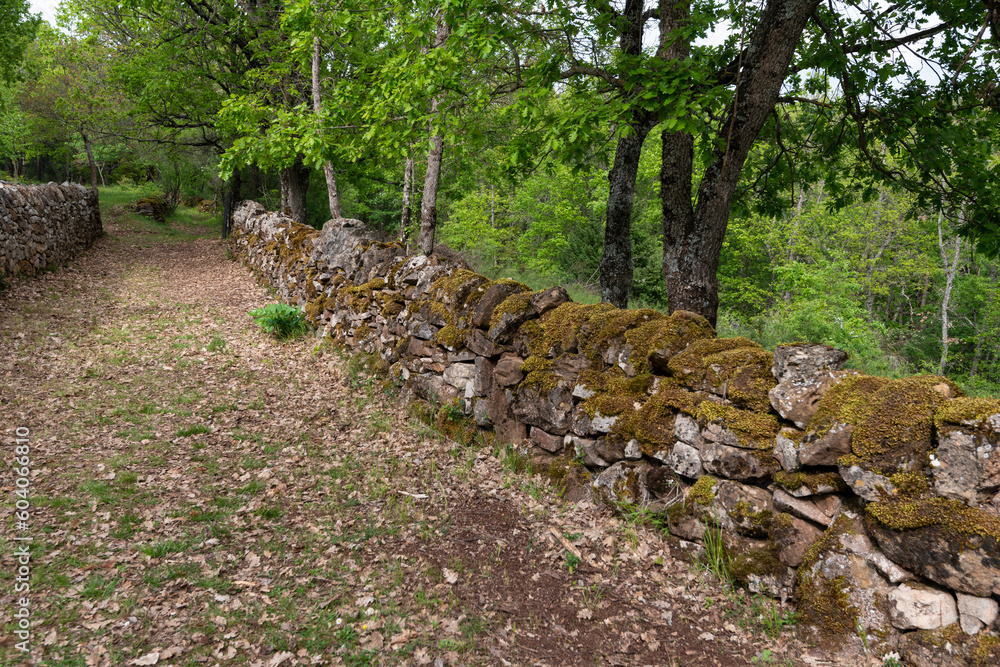 muret en pierre sèche, Chêne pédonculé, Quercus robur, Rivière sur Tarn ...