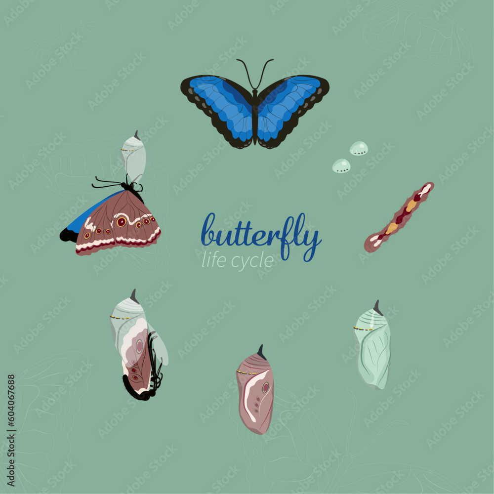 Life Cycle Stages of Butterfly Stock Vector | Adobe Stock