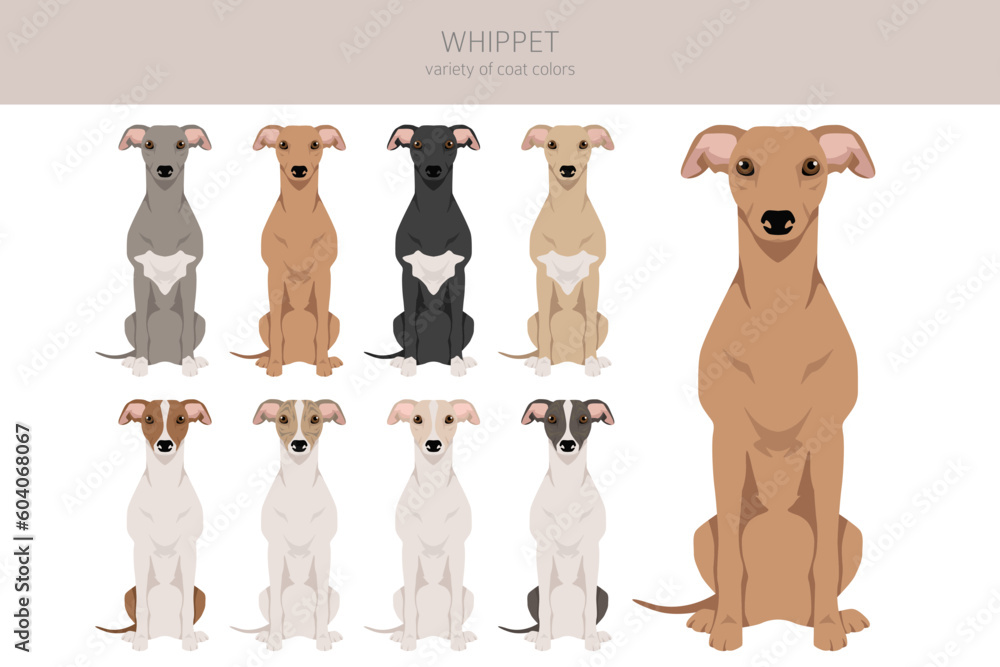 Whippet clipart. Different poses, coat colors set Stock Vector | Adobe ...