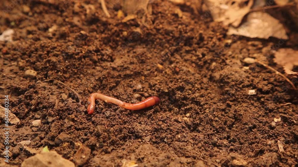 Earthworms on the soil surface try to bury themselves in the soil the ...