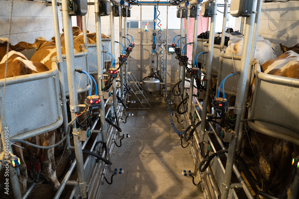 Cow milking facility and automated milking equipment at dairy farm ...