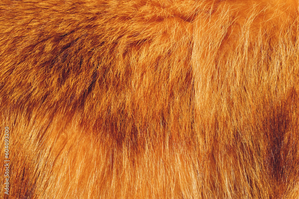 Textures red fox fur. Red fox shaggy fur texture cloth abstract, furry ...
