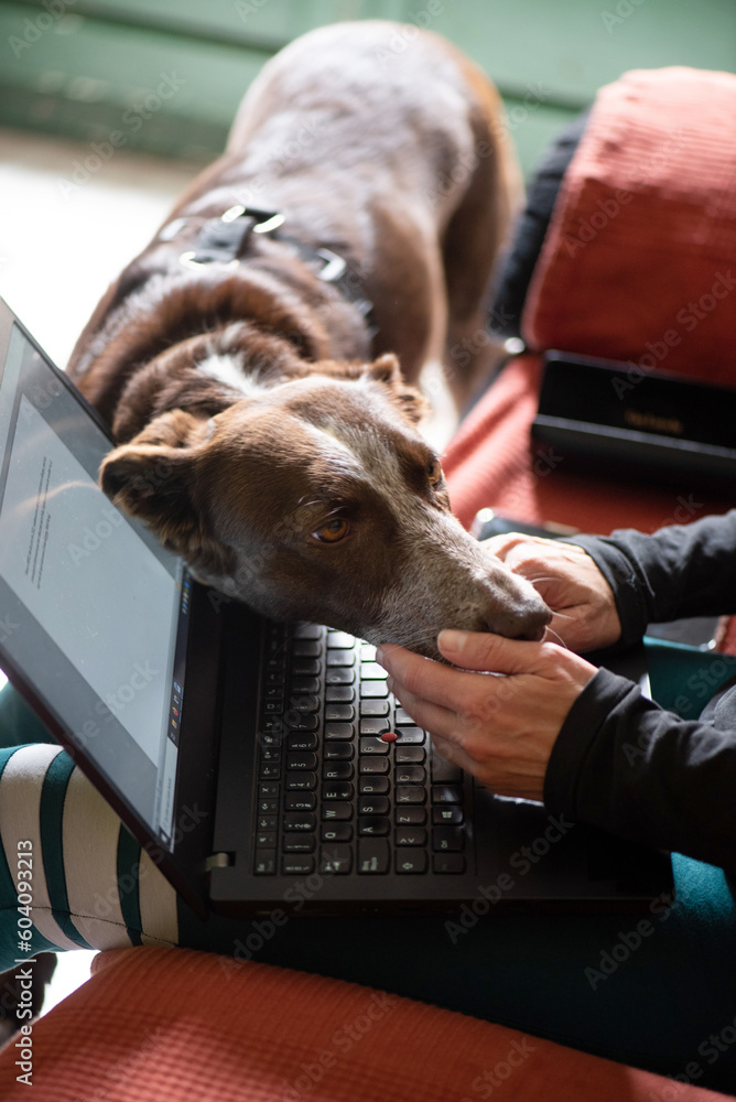 dog asking for caresses when woman is at the computer working, details ...