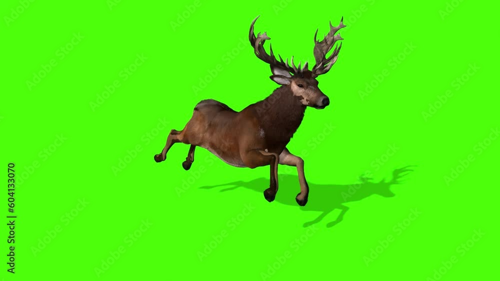 3d stag fast running or jumping on the chroma key side view, 4k deer ...