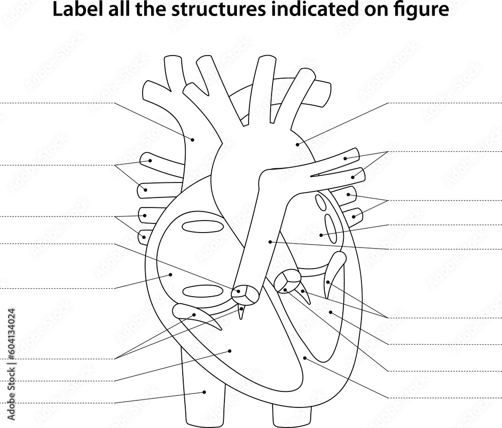 Human Anatomy Worksheet. Label all the structures indicated on figure ...