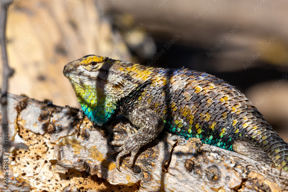 An adult male desert spiny lizard, Sceloporus magister, displaying ...