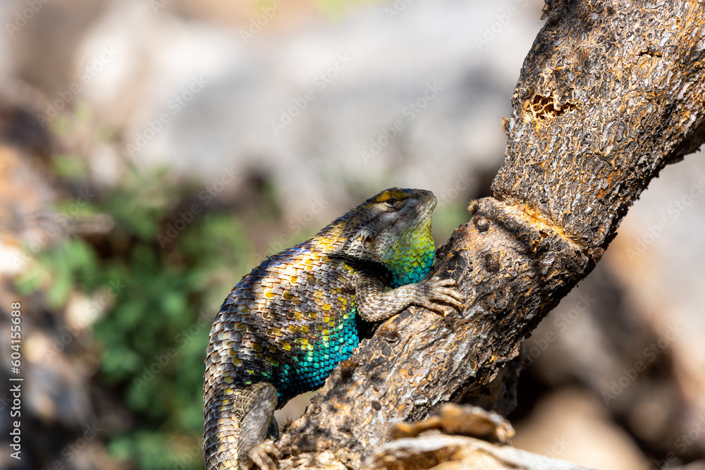 An adult male desert spiny lizard, Sceloporus magister, displaying ...