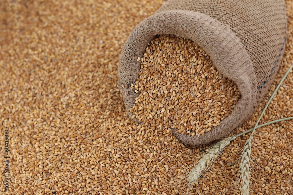 Sack of wheat,а bag of grain, scattered, on a pile, wheat, seeds, a box ...