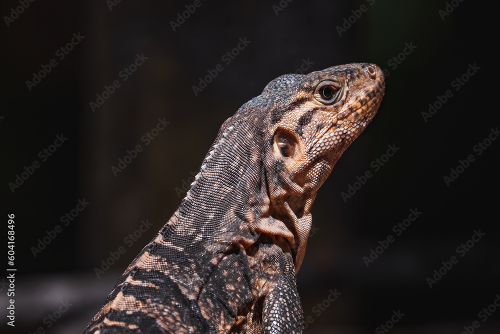 Green iguana on tree in tropical rainforest, Rio Tempisque Guanacaste ...