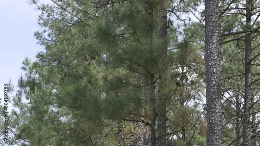 Thin scraggly Pinus Serotina that has grown skinny among a cluster of ...