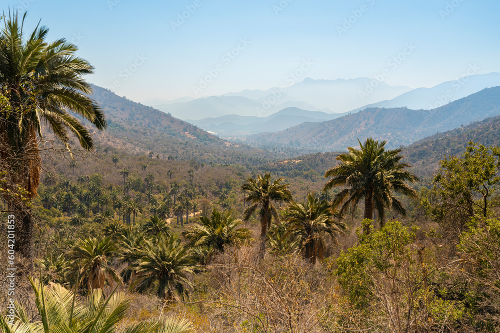 Chilean palm trees, Sector Palmas de Ocoa, La Campana National Park ...