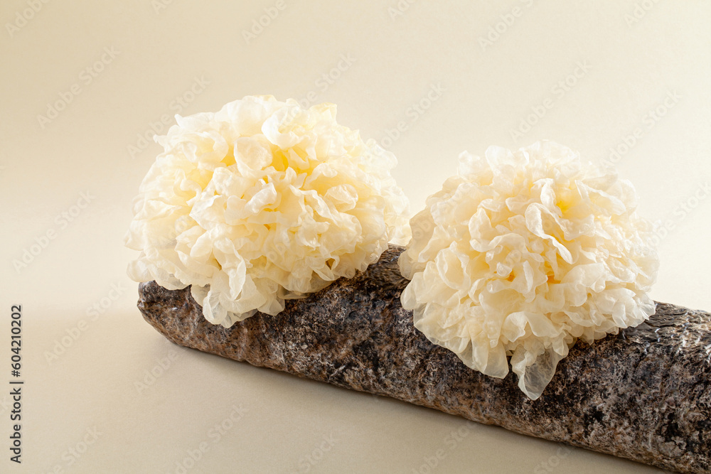 snow fungus or tremella fuciformis growing out of the spawn bag Stock ...