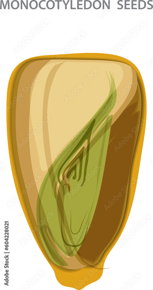 Monocotyledon seed, A seed with a single cotyledon, or embryonic leaf ...