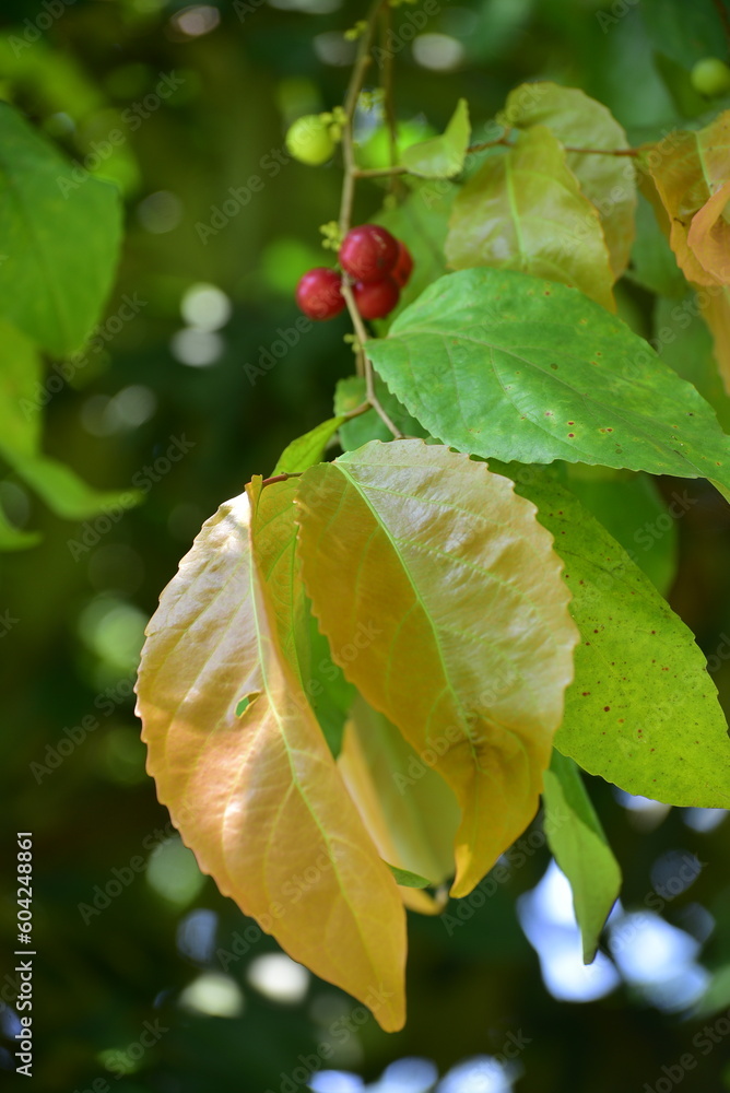 Flacourtia inermis, known commonly as lovi lovi, lobi lobi or batoko ...