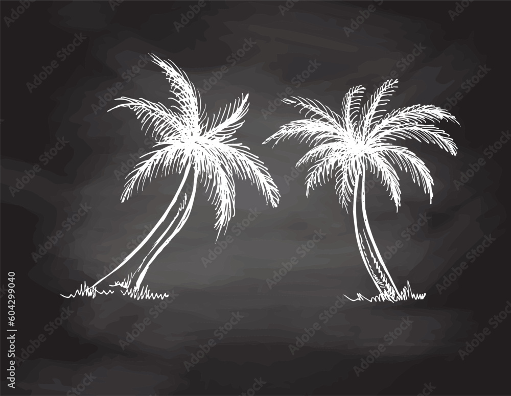 Hand drawn sketch of palm trees. Vintage vector illustration isolated ...