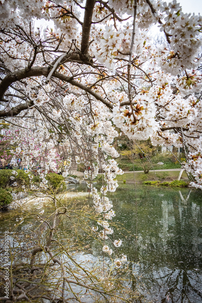 sakura, cherry blossom, japanese garden in Vienna, Setagaya park ...