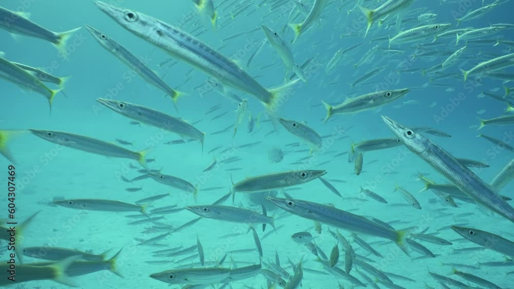 Slow motion, Three Jack fish swims inside shoal of Barracudas in blue ...