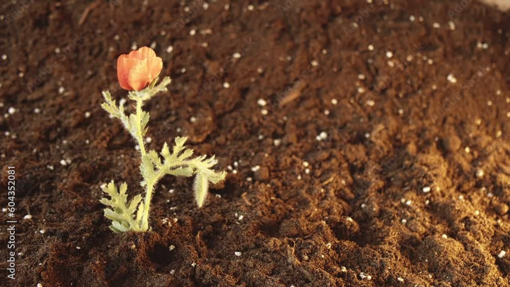 Festive background. Field red flowering poppy grows out of the ground ...