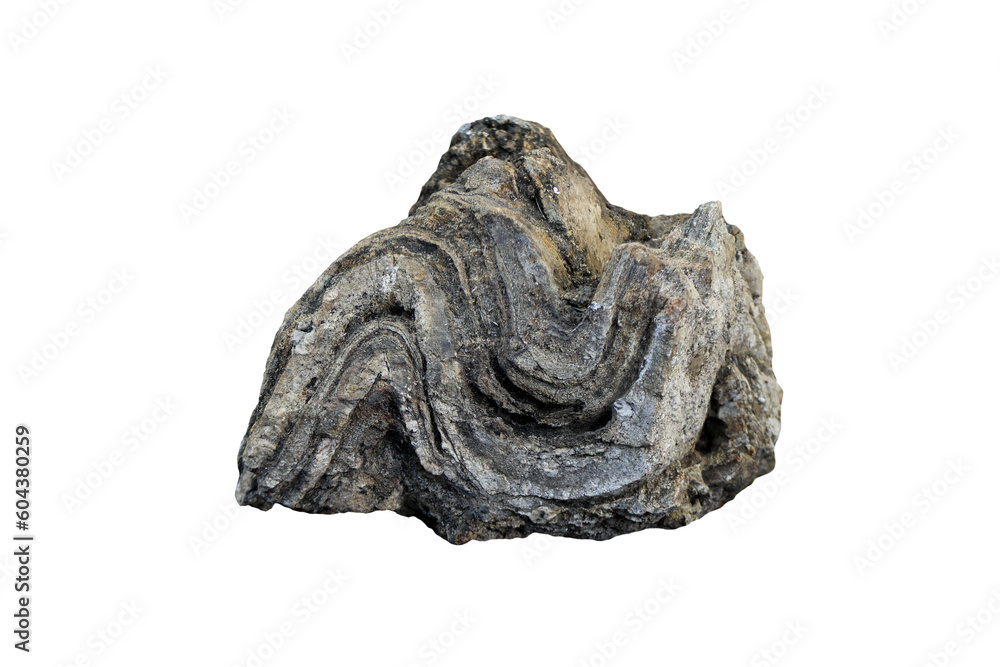 Fold rock stone isolated on white background. undulation or waves in ...