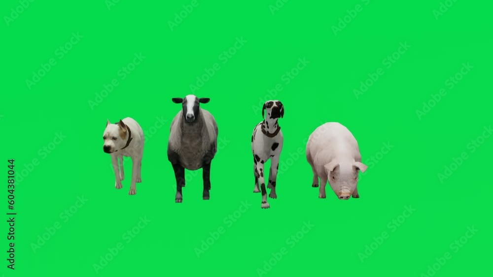 3d animated images of sheep and dogs and pigs on a green screen eating ...