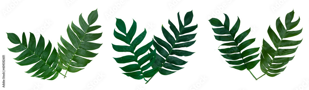Monstera pinnatipartita leaves (Siam Monstera, Philodendron Silver ...