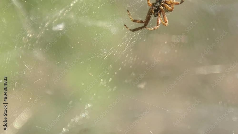 Cyrtophora citricola spider, also called the tropical tent-web spider ...