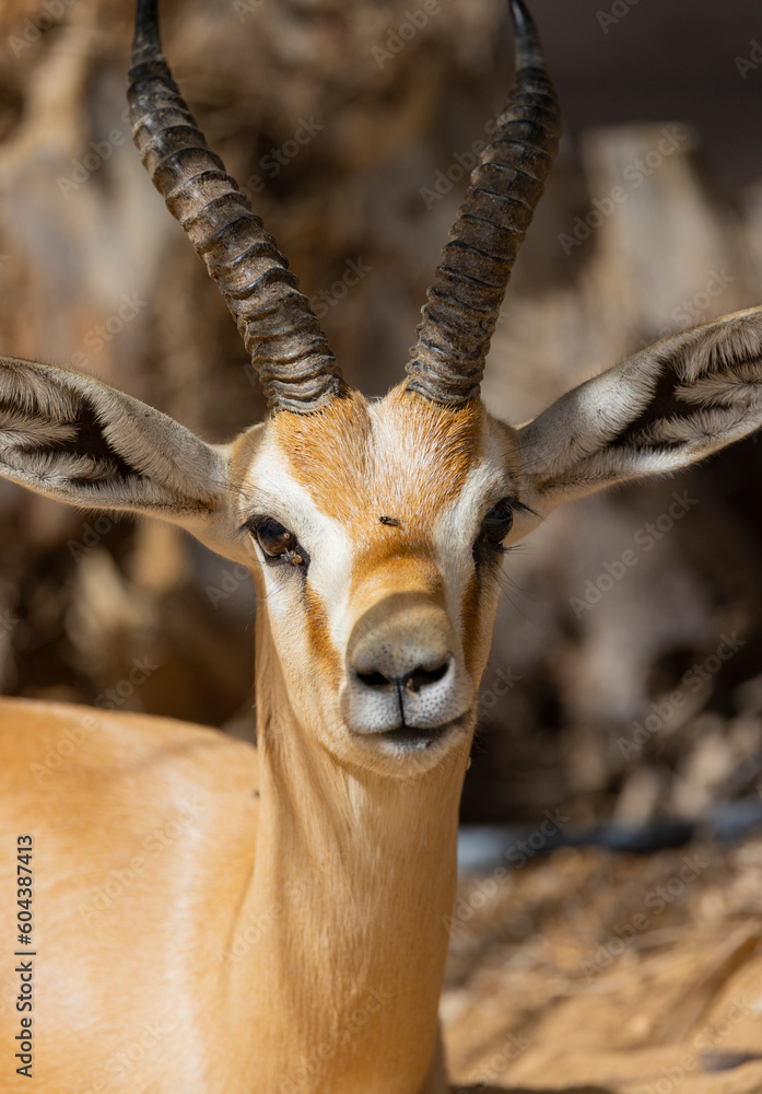 Arabian gazelle grazing within a wildlife conservation park in Dubai ...