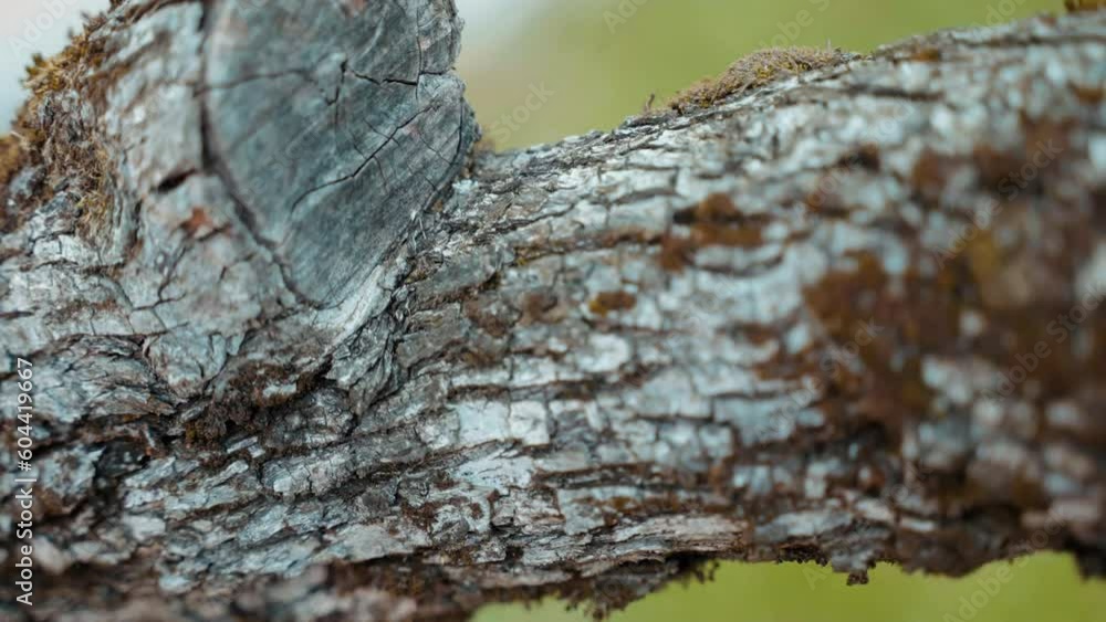 Old tree infected with destructive fungus, tree bark covered with moss ...