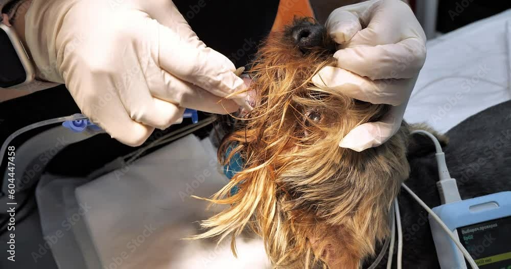 The veterinarian takes a deep swab from the dog's mouth under ...